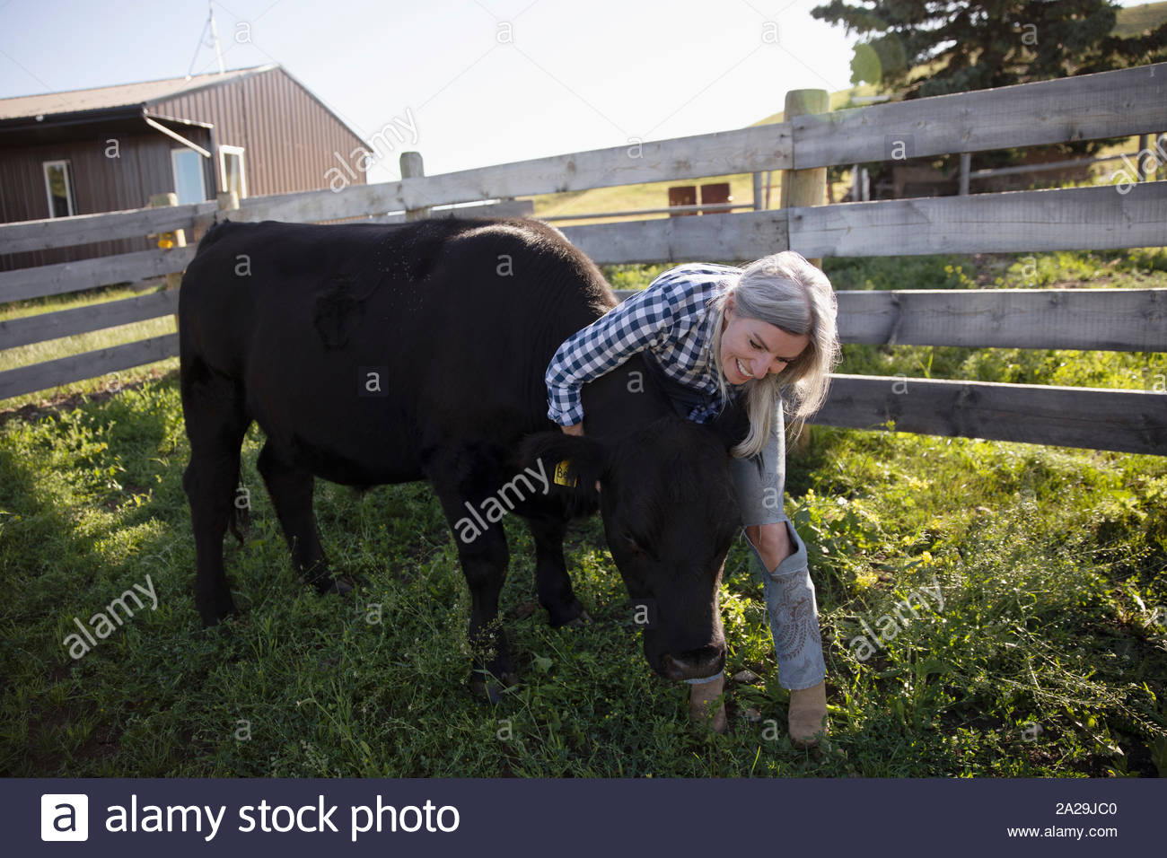 Cow hugging hi-res stock photography and images - Alamy