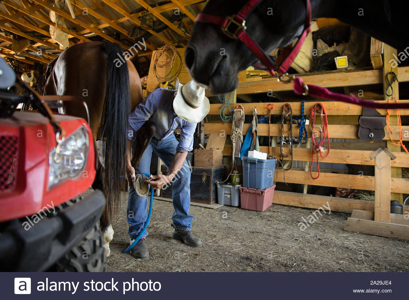 Ranch worker checking horseshoe on horse's hoof Stock Photo - Alamy