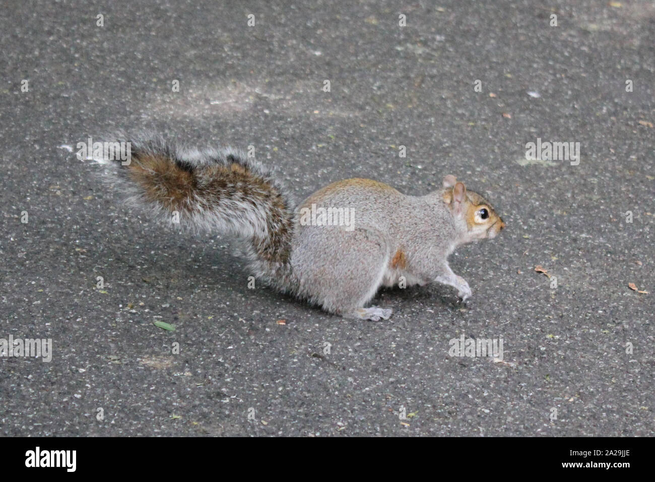 squirrel running away Stock Photo - Alamy