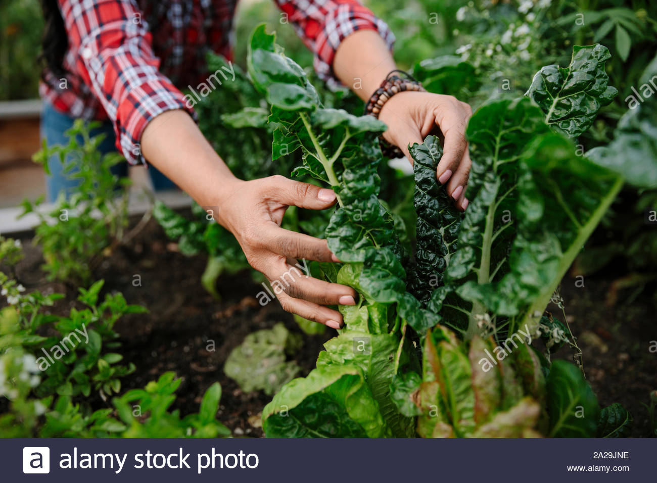 Woman tending vegetable garden hi-res stock photography and images - Alamy