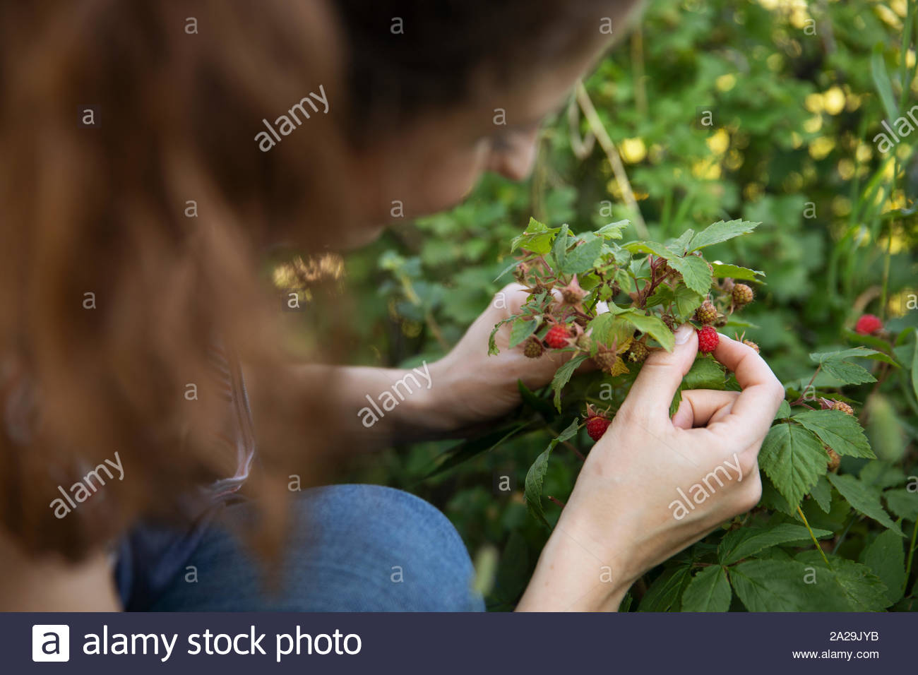 Woman strawberry picking hi-res stock photography and images - Alamy