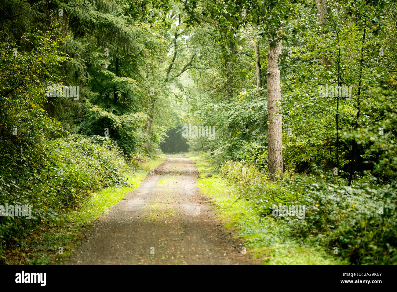 Forest road trip background high quality prints Stock Photo - Alamy