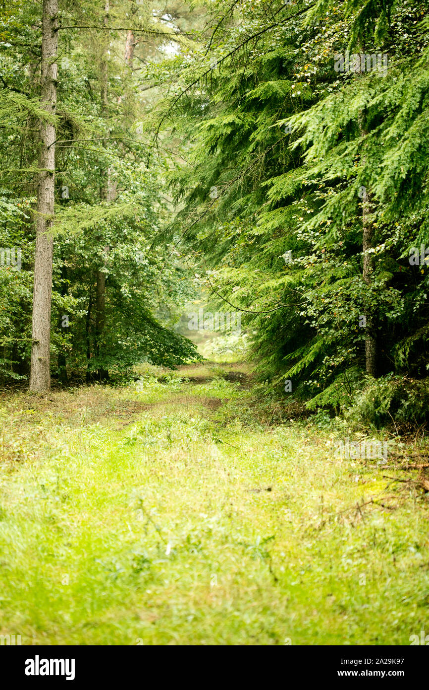 Forest road trip background high quality prints Stock Photo - Alamy