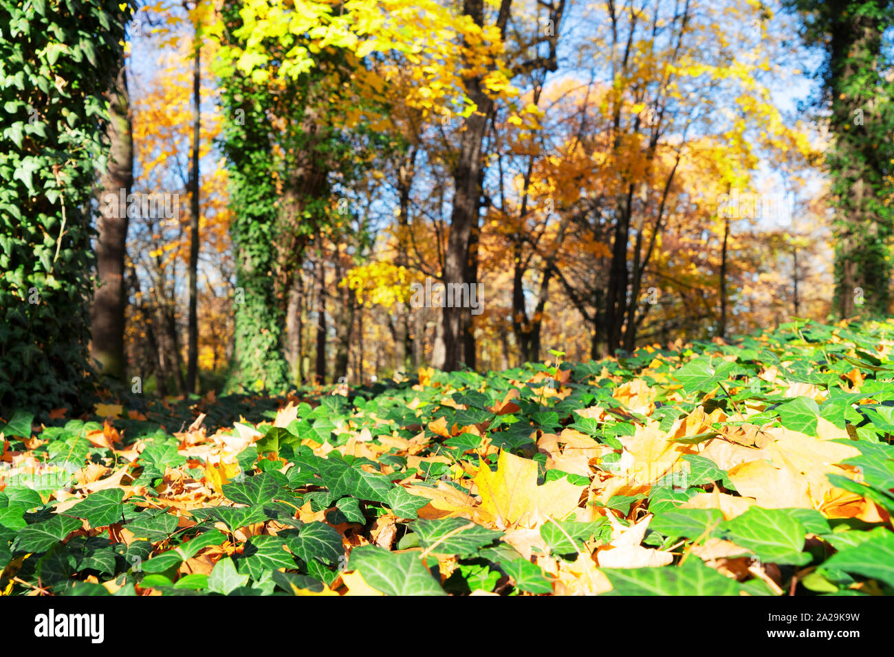 Vibrant fall foliage Stock Photo - Alamy