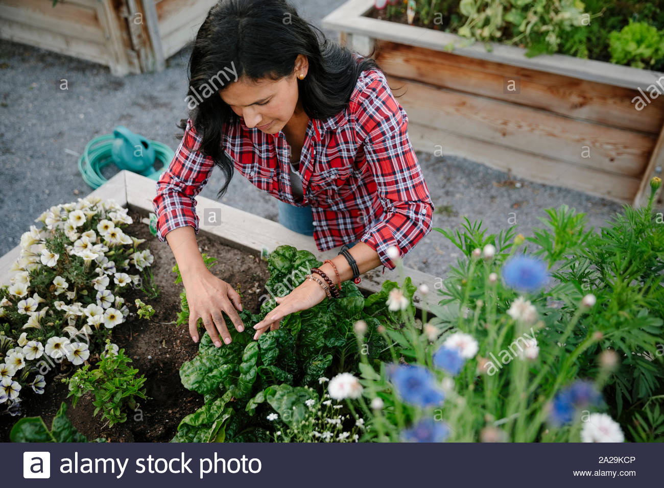 Woman kneeling garden hi-res stock photography and images - Alamy
