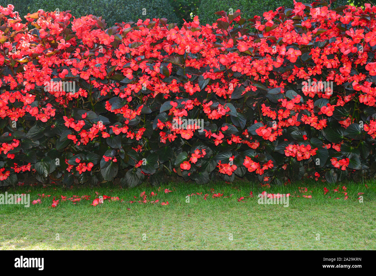 Begonia semperflorens house hi-res stock photography and images - Alamy
