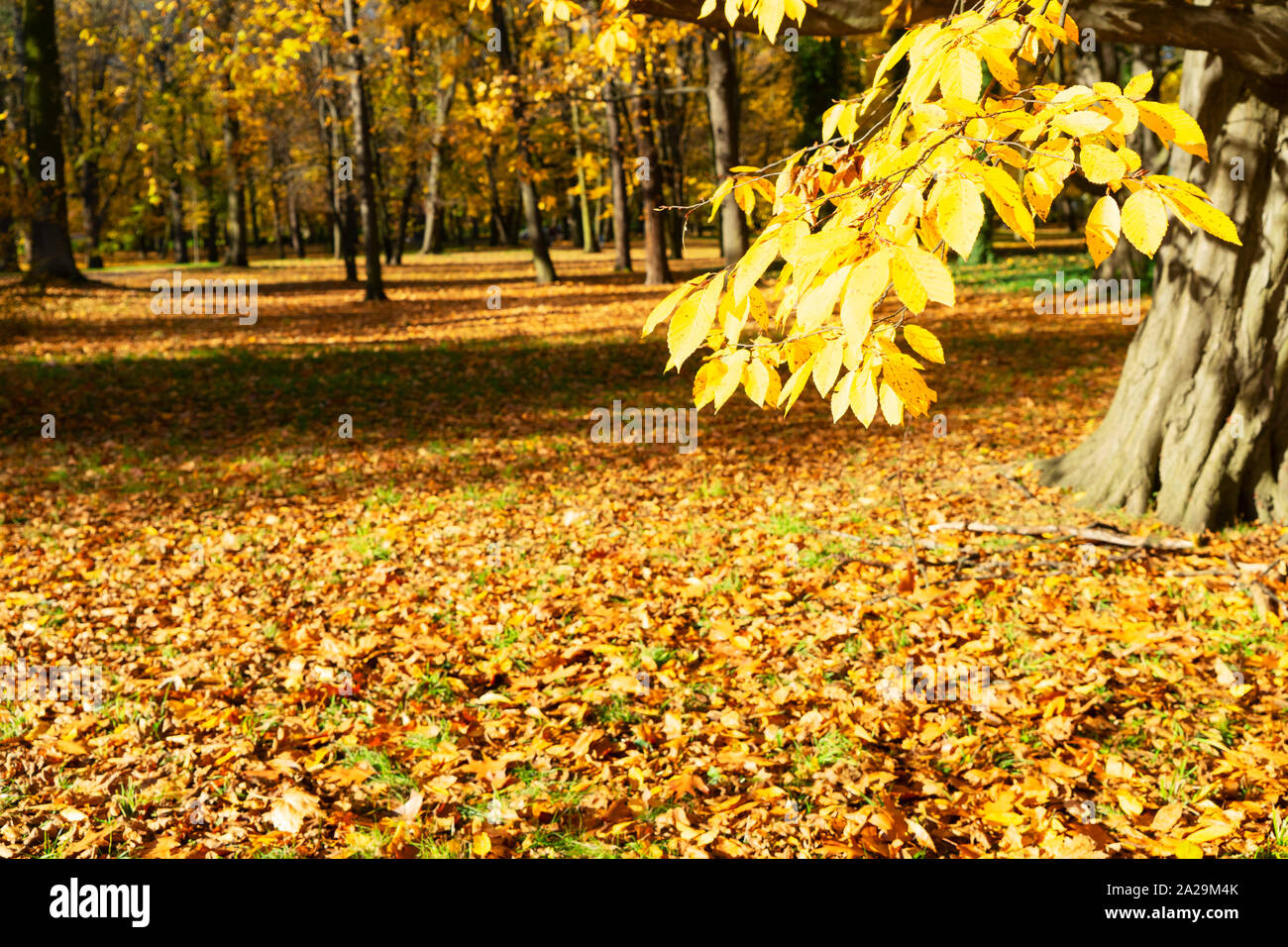 Vibrant fall foliage Stock Photo - Alamy