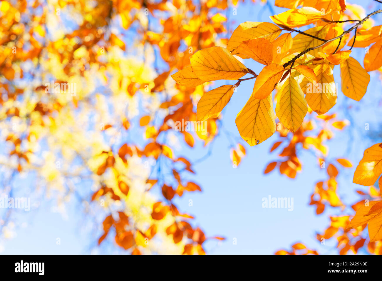 fall maple leaves Stock Photo - Alamy