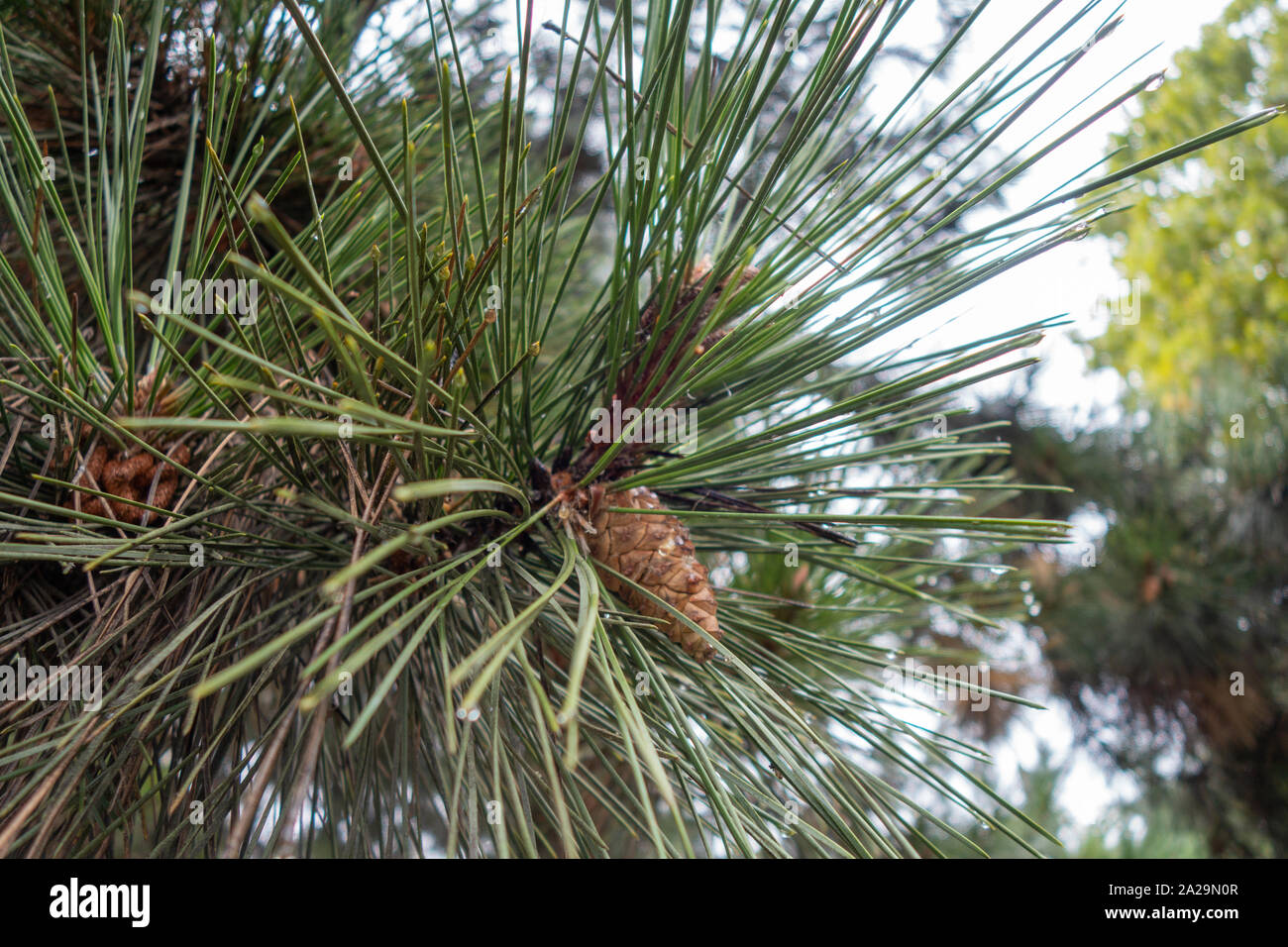 Pine tree with raindrops hi-res stock photography and images - Alamy