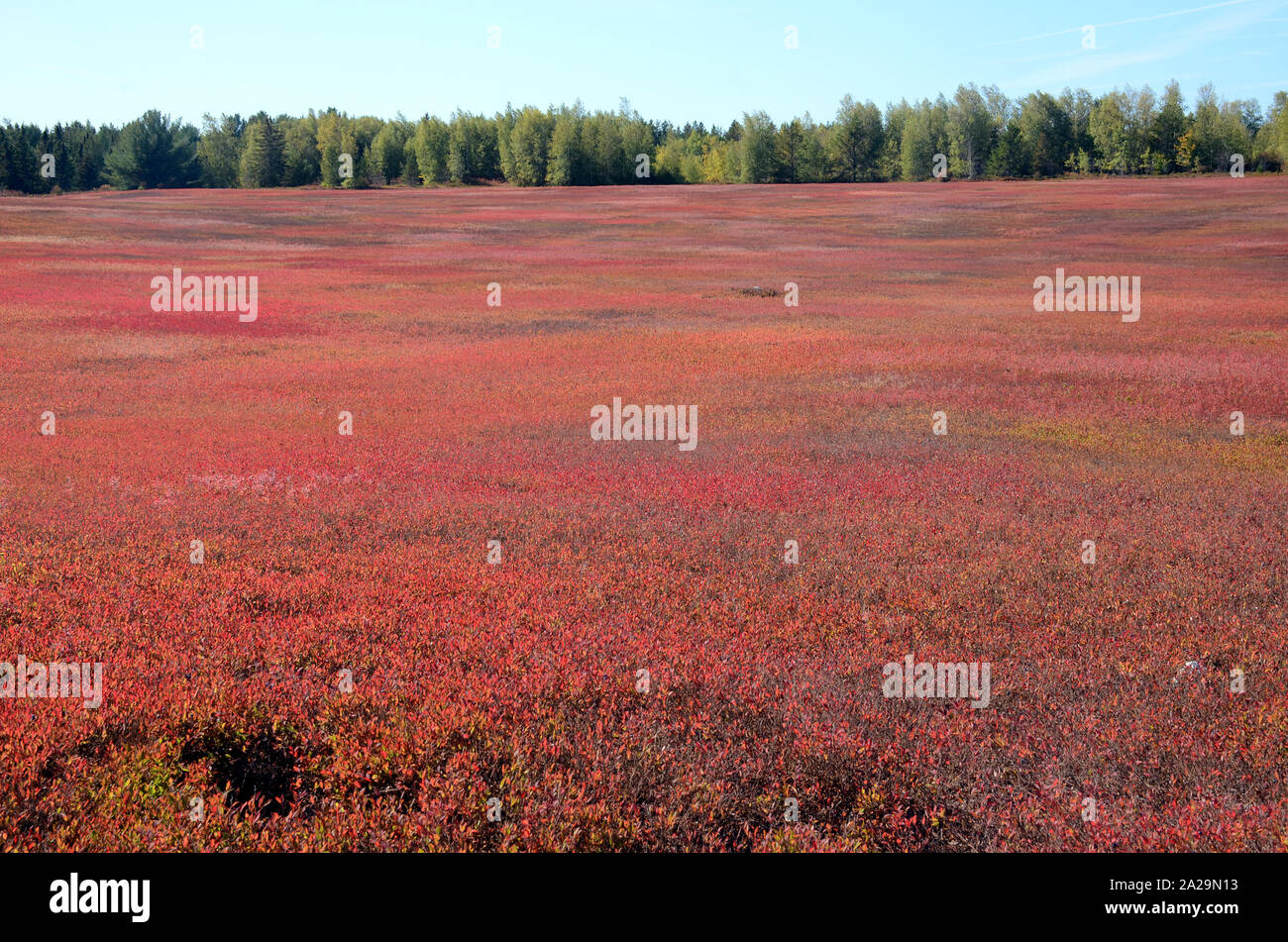 Blueberry Field, New Brunswick, Canada Stock Photo - Alamy
