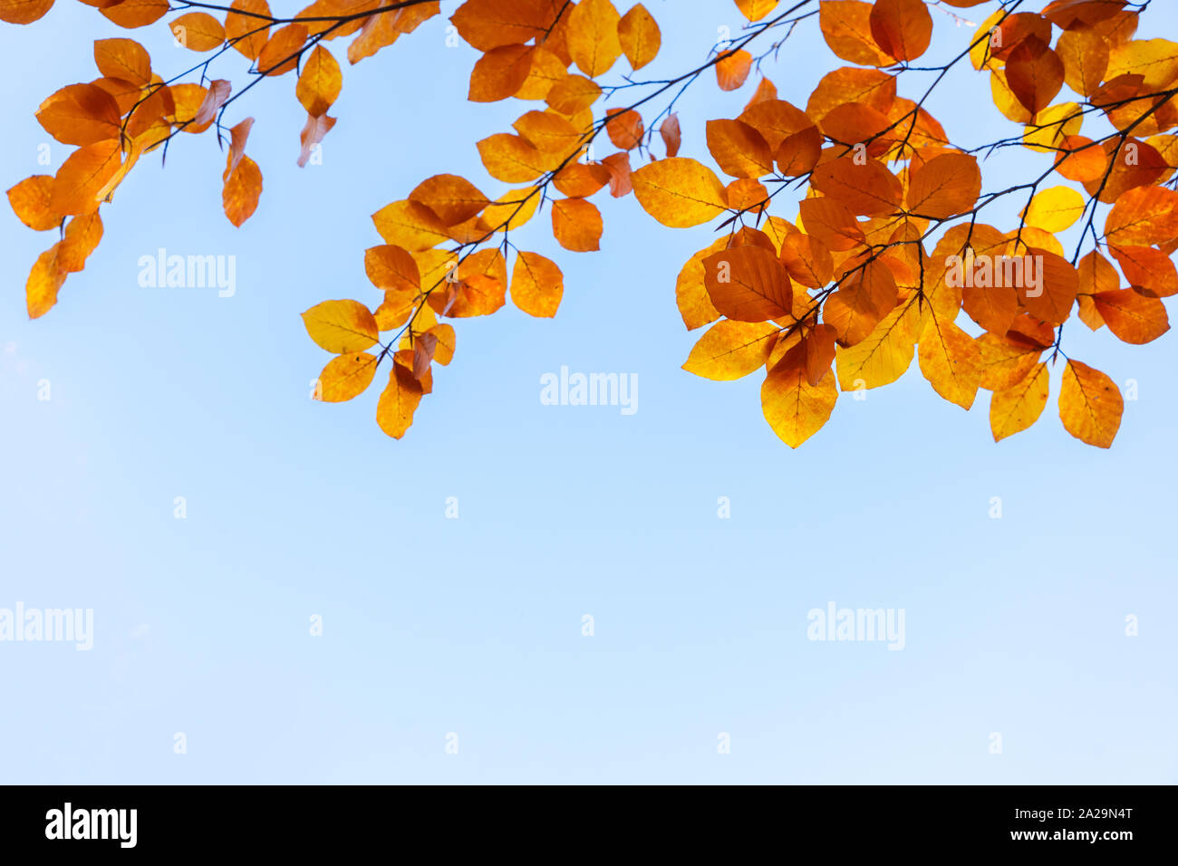 fall maple leaves Stock Photo - Alamy