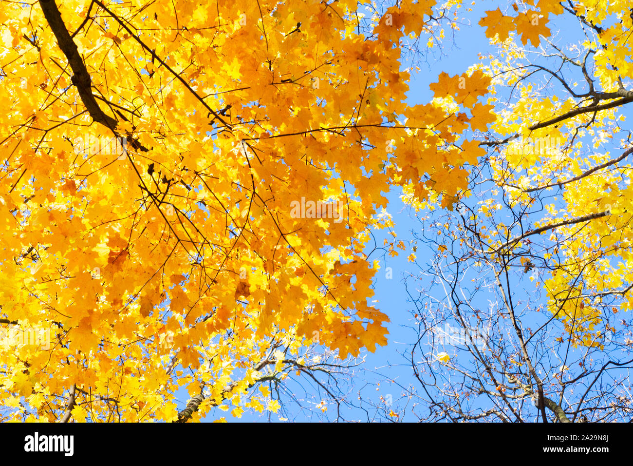 fall maple leaves Stock Photo - Alamy