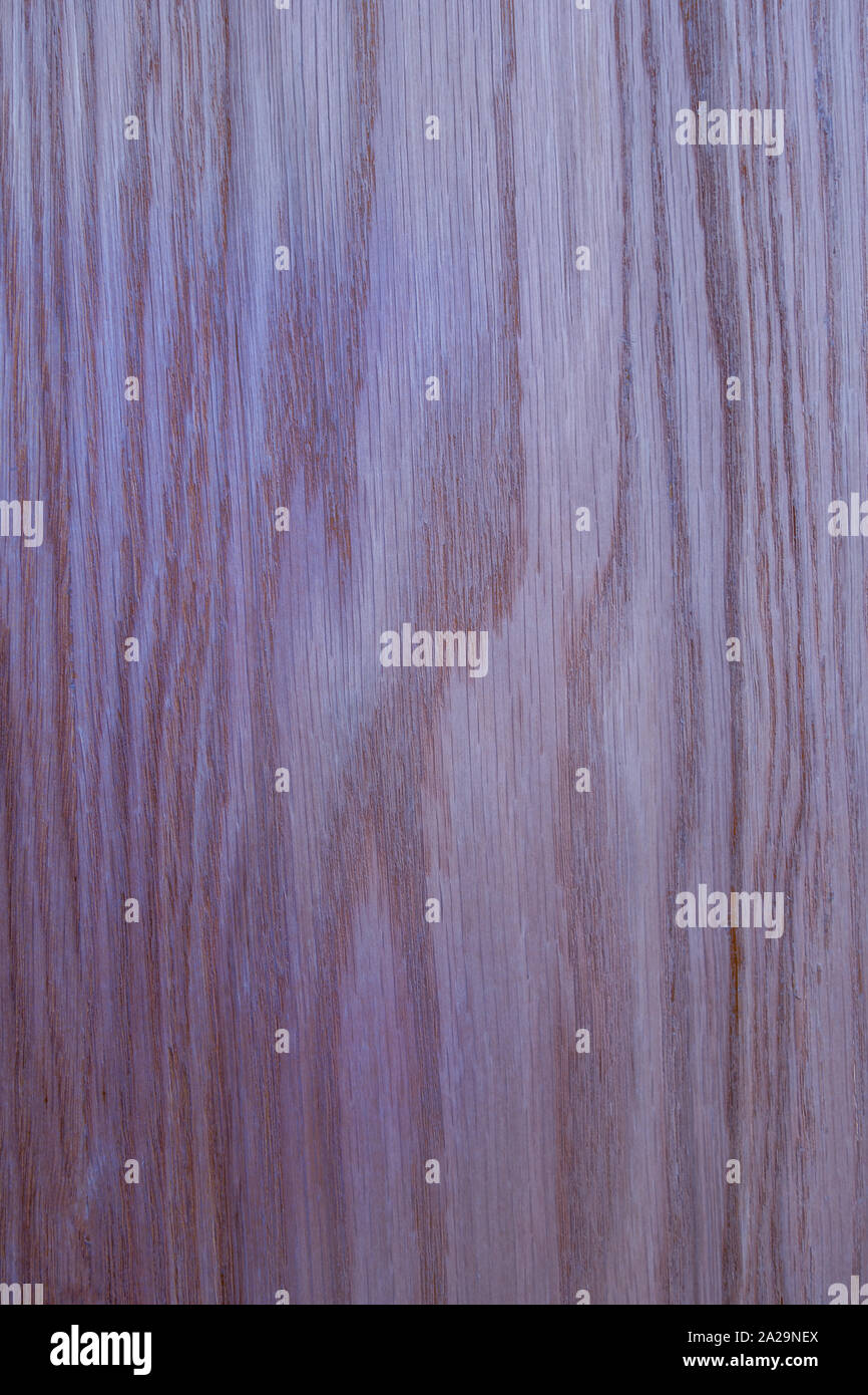 Oak plank. The structure of natural oak. A tangential cut of a tree ...