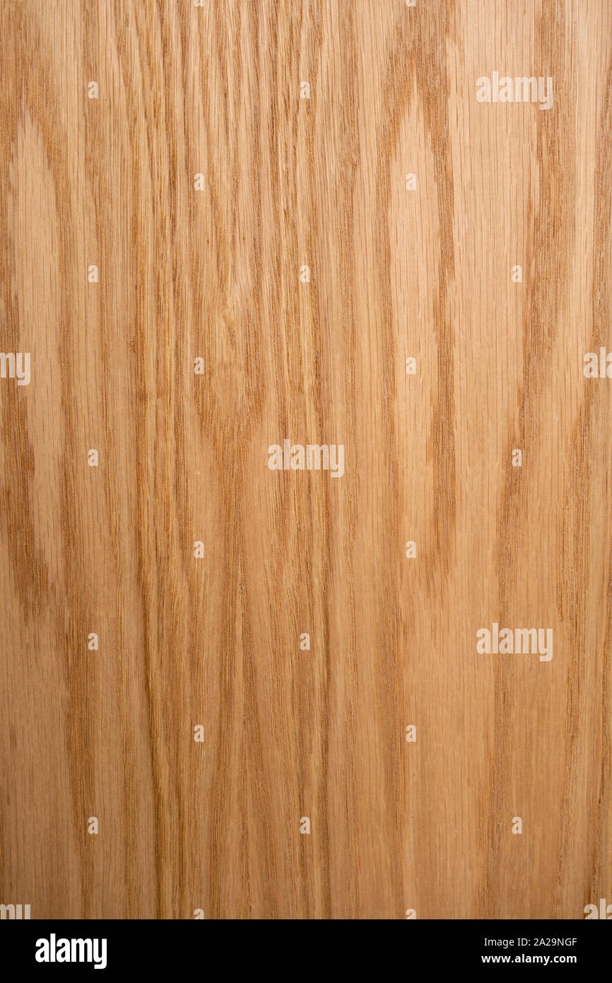 Oak plank. The structure of natural oak. A tangential cut of a tree ...
