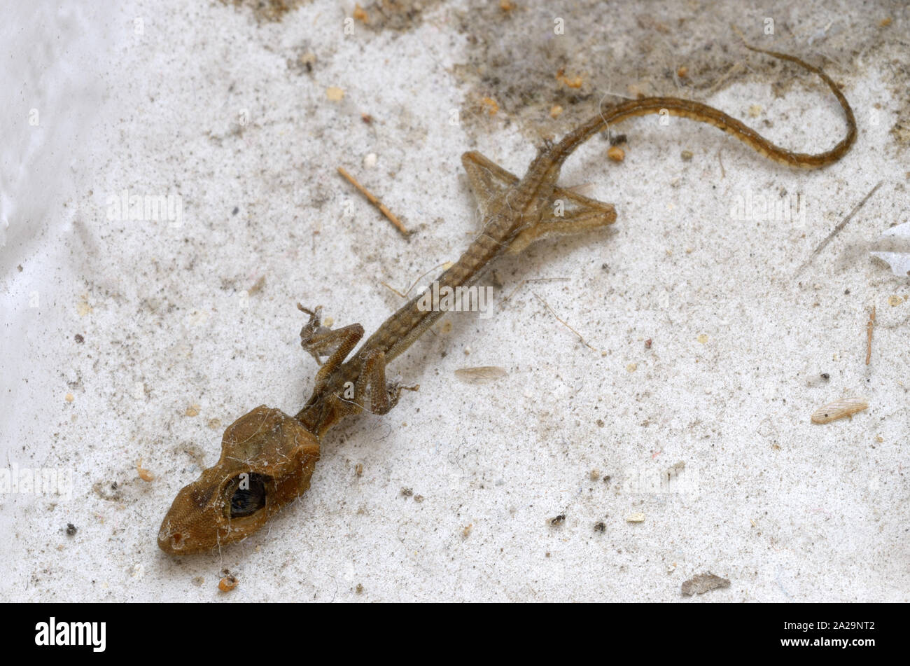Dry dead baby house gecko on window stool Stock Photo - Alamy