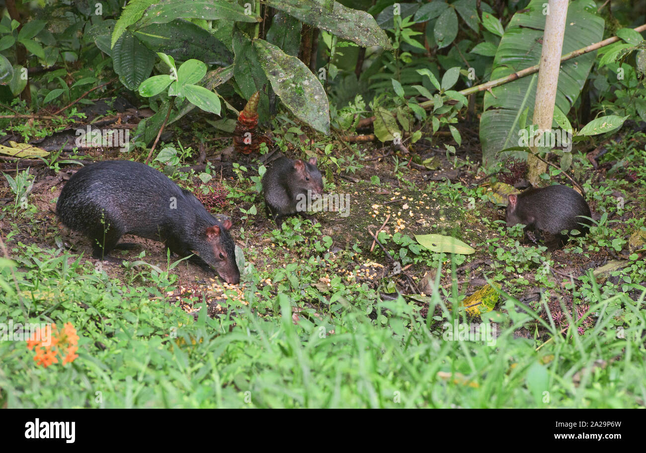 Black agouti (Dasyprocta fuliginosa), Podocarpus National Park, Zamora ...