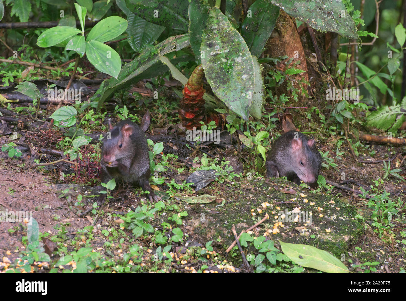 Baby black agouti (Dasyprocta fuliginosa), Podocarpus National Park ...