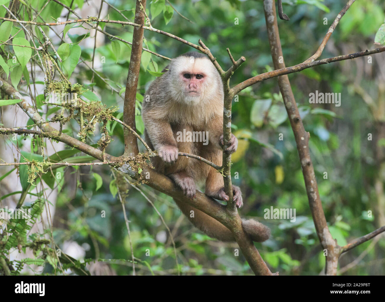 White-fronted capuchin monkey (Cebus albifrons), Copalinga, Podocarpus ...