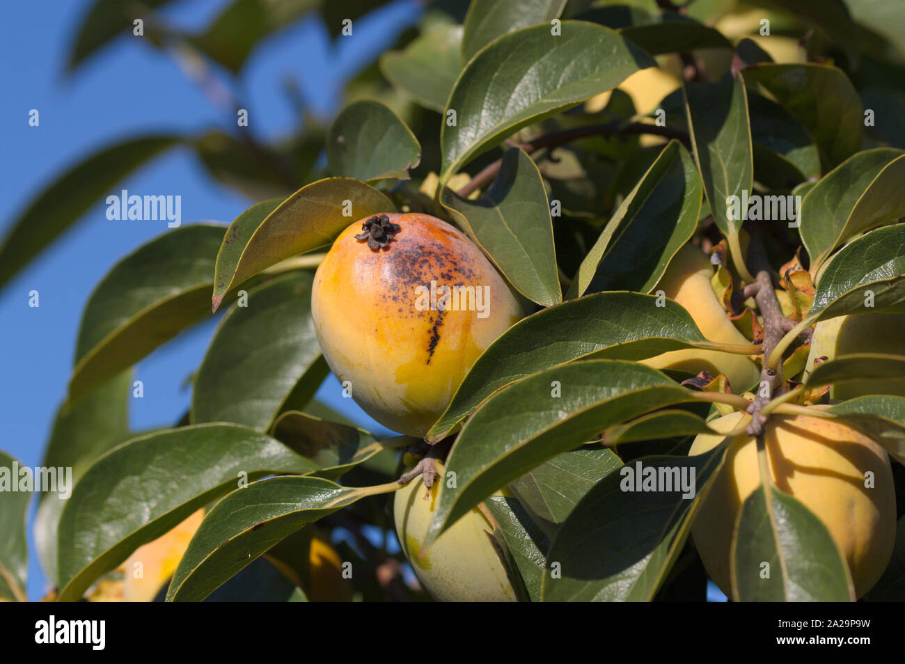 Persimmons growing tree branch hi-res stock photography and images - Alamy