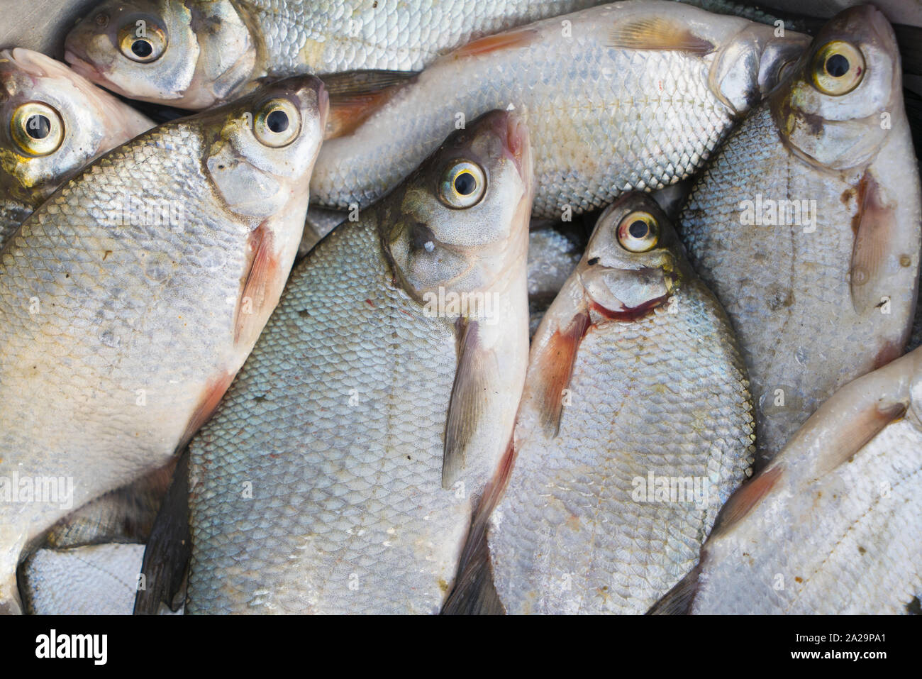 Pile of bream fish shot from above, close-up Stock Photo - Alamy
