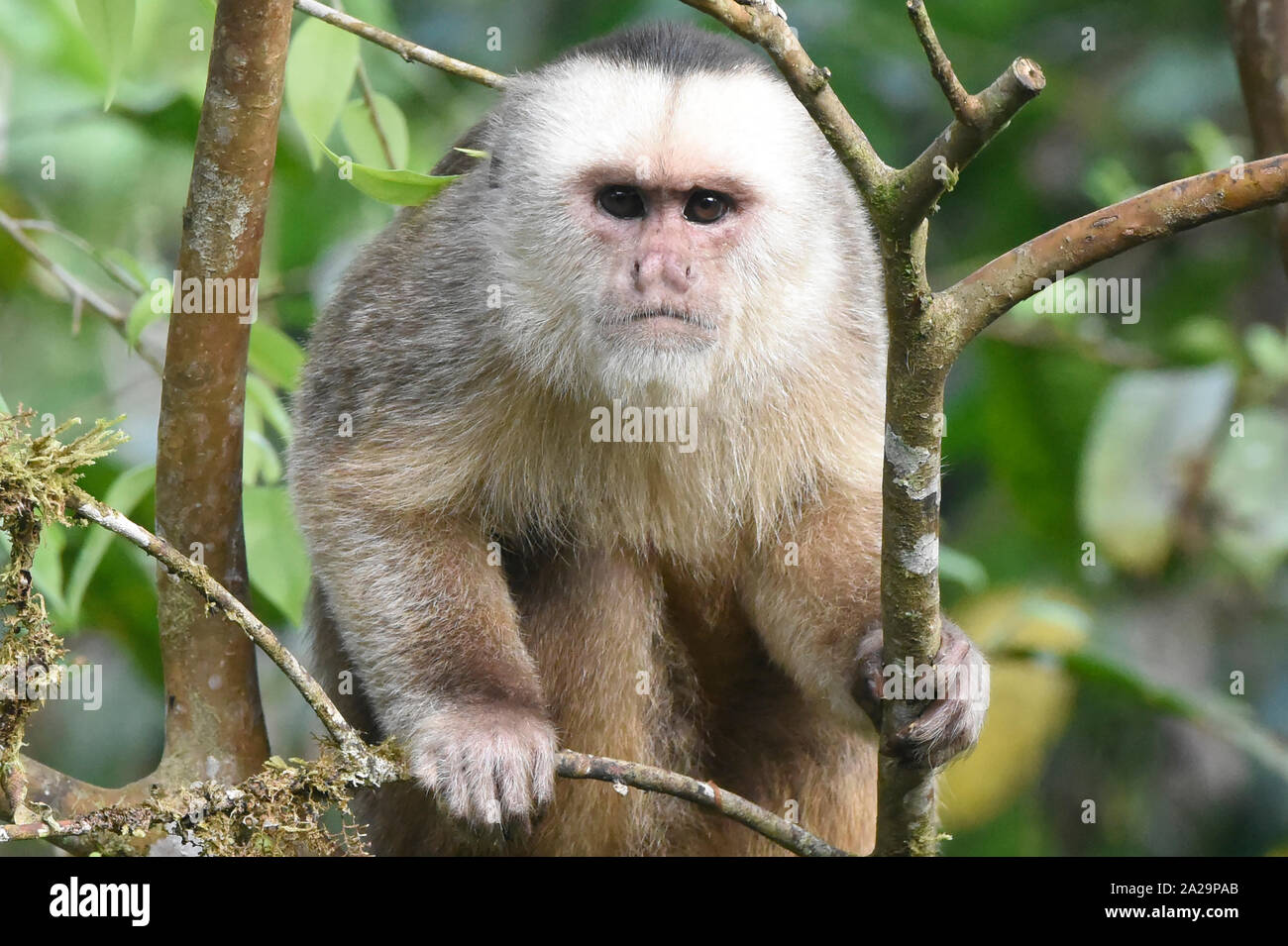 Cebus albifrons hi-res stock photography and images - Alamy