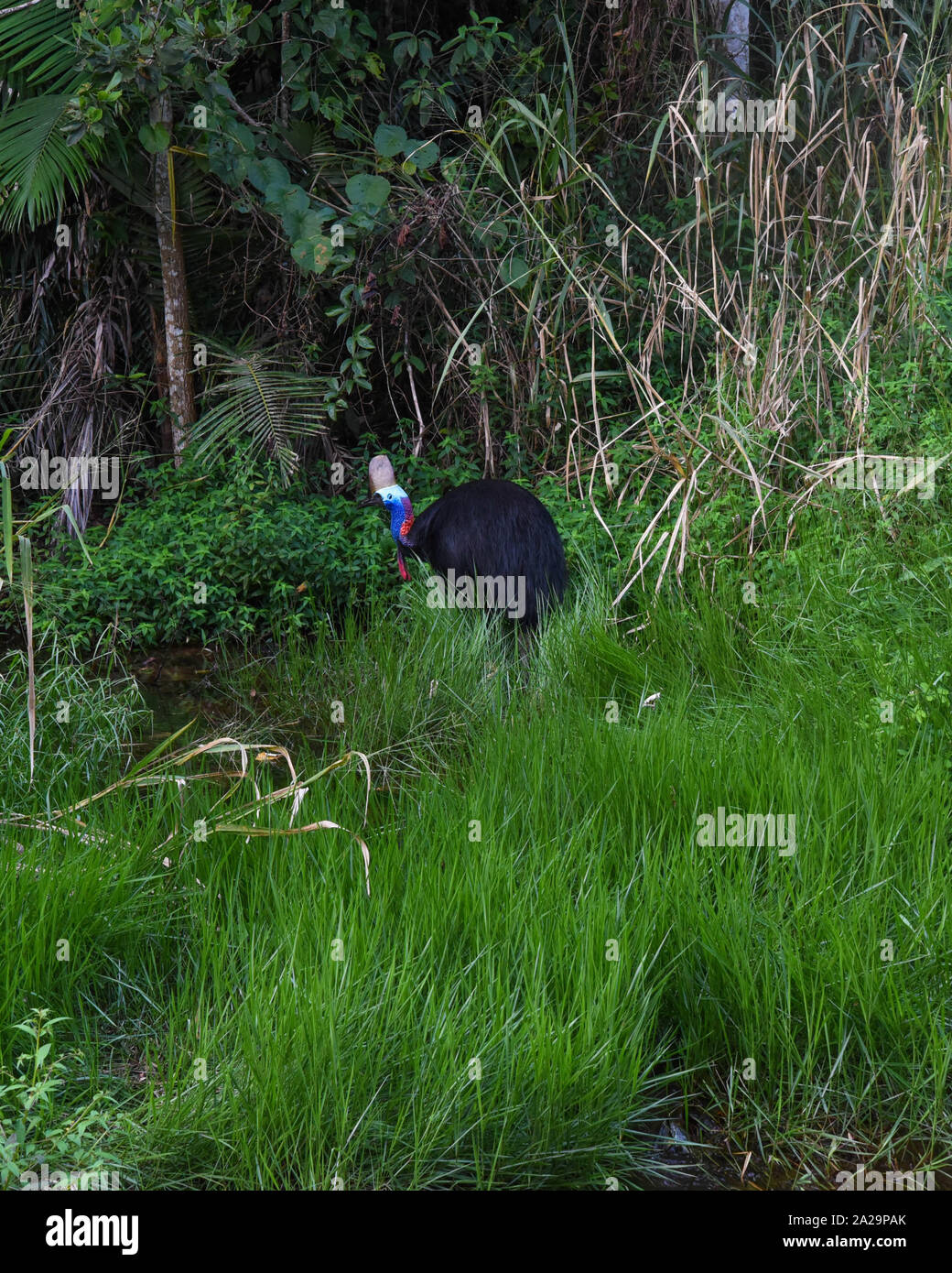 Cassowary casuarius bird zoo hi-res stock photography and images - Alamy