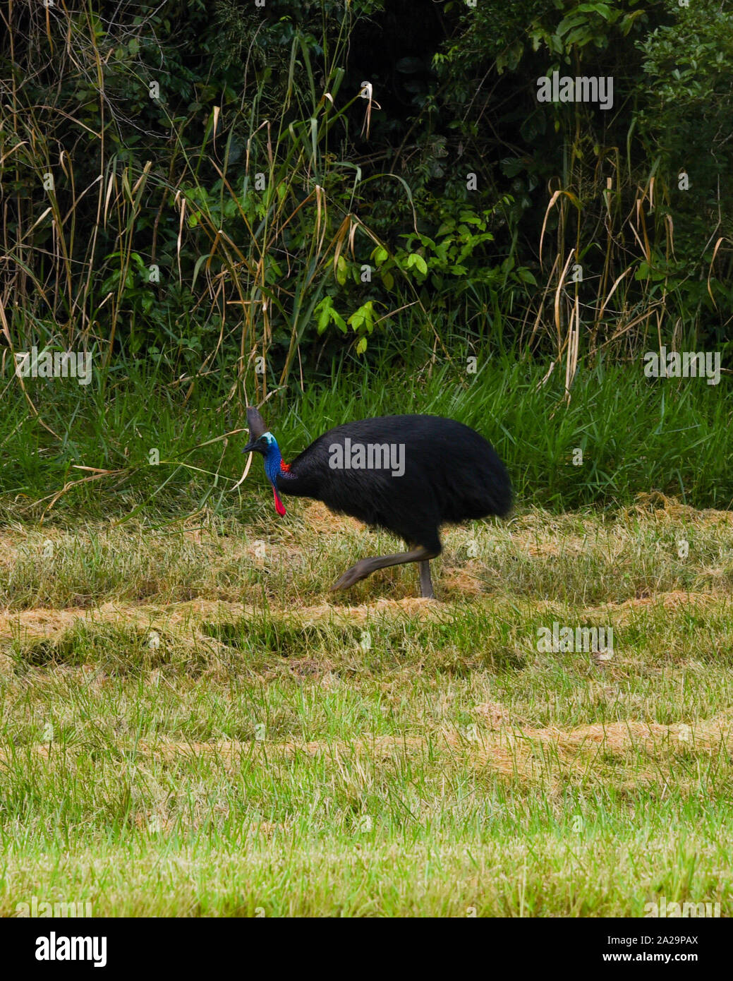 Dwarf cassowary hi-res stock photography and images - Alamy