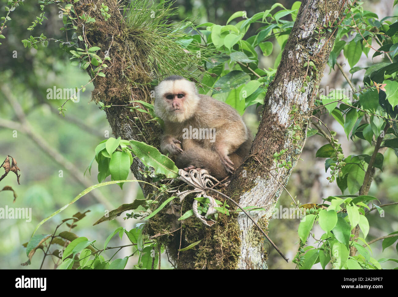White-fronted capuchin monkey (Cebus albifrons), Copalinga, Podocarpus ...