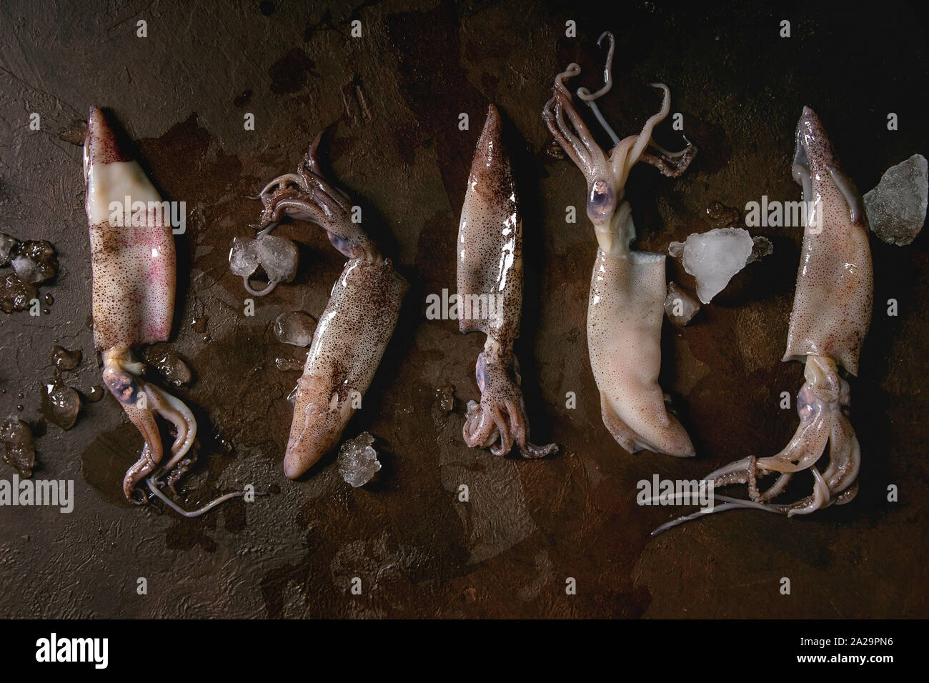 Raw uncooked squids calamari in row with ice over dark texture ...
