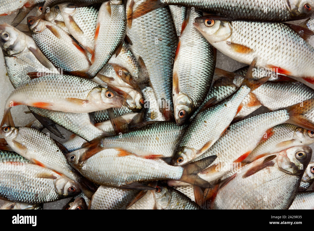 Stillwater fishing hi-res stock photography and images - Alamy