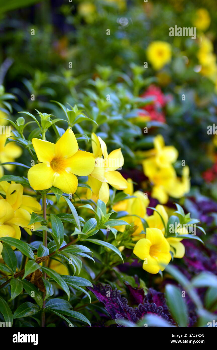 Allamanda cathartica garden Stock Photo - Alamy