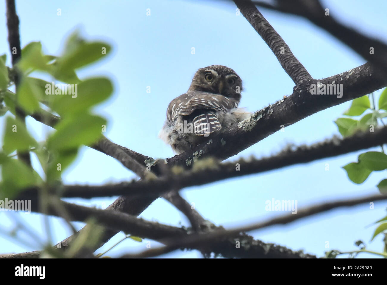 Andean pygmy owl (Mochuelo Andino) in the Podocarpus National Park ...