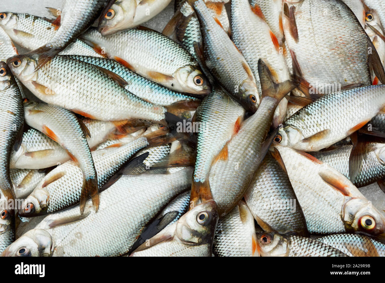 Stillwater fishing hi-res stock photography and images - Alamy