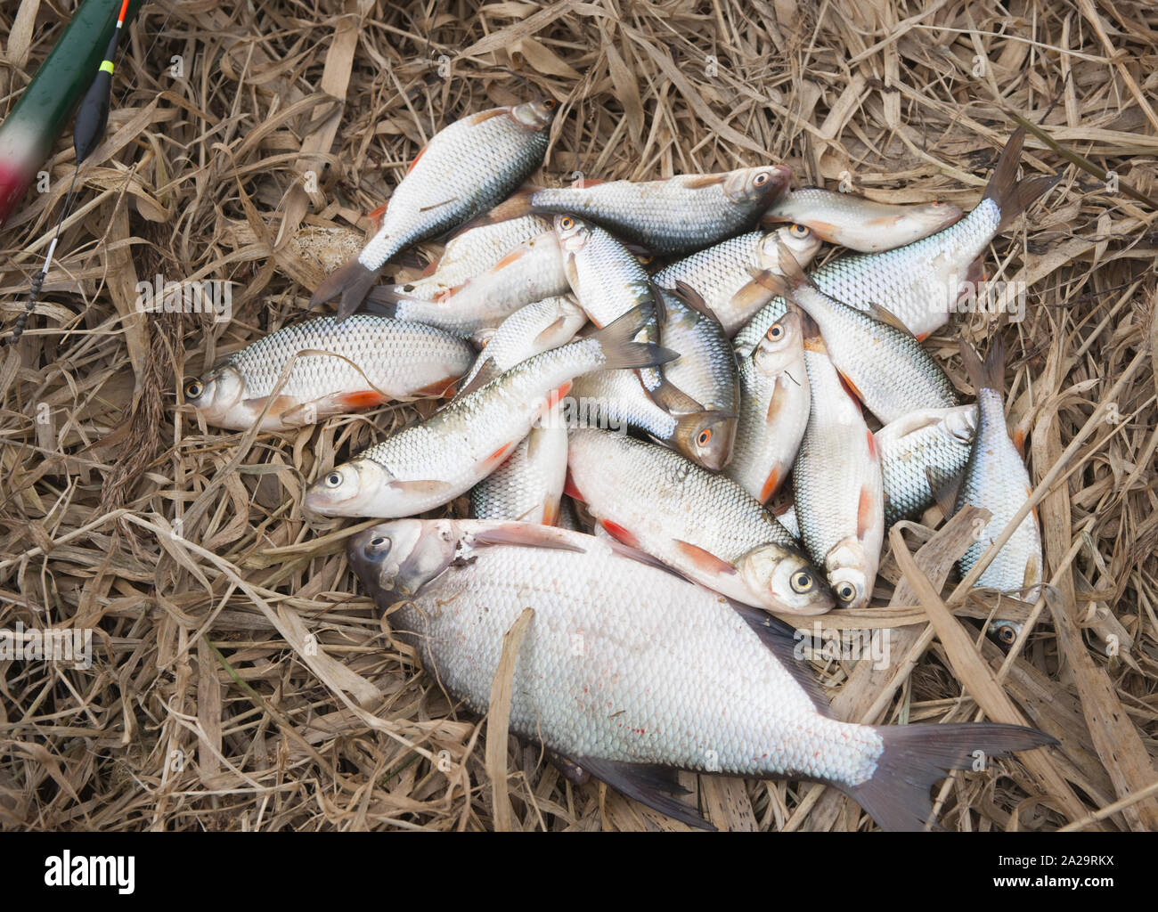 Good catch hi-res stock photography and images - Alamy
