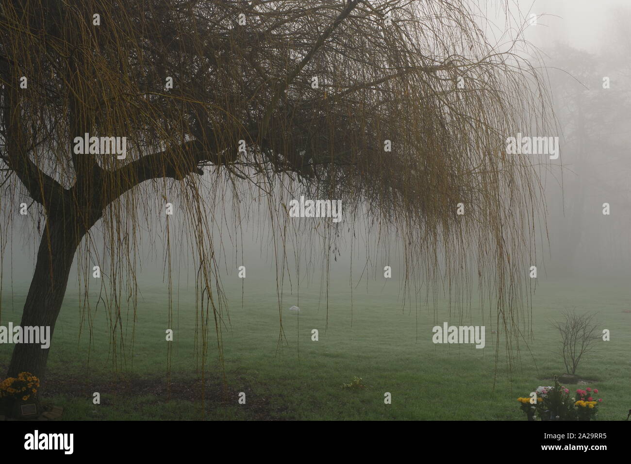 Weeping Willow Tree (Salix Babylonica) on a misty winters day. Exeter ...