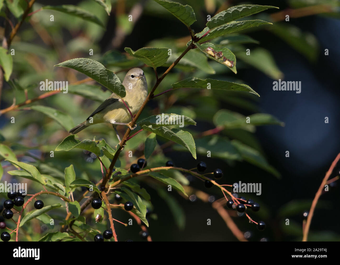 Female Orange-crowned Warbler in Alaska Stock Photo - Alamy