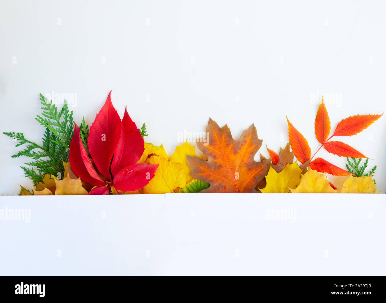 Natural fall leaves background Stock Photo - Alamy