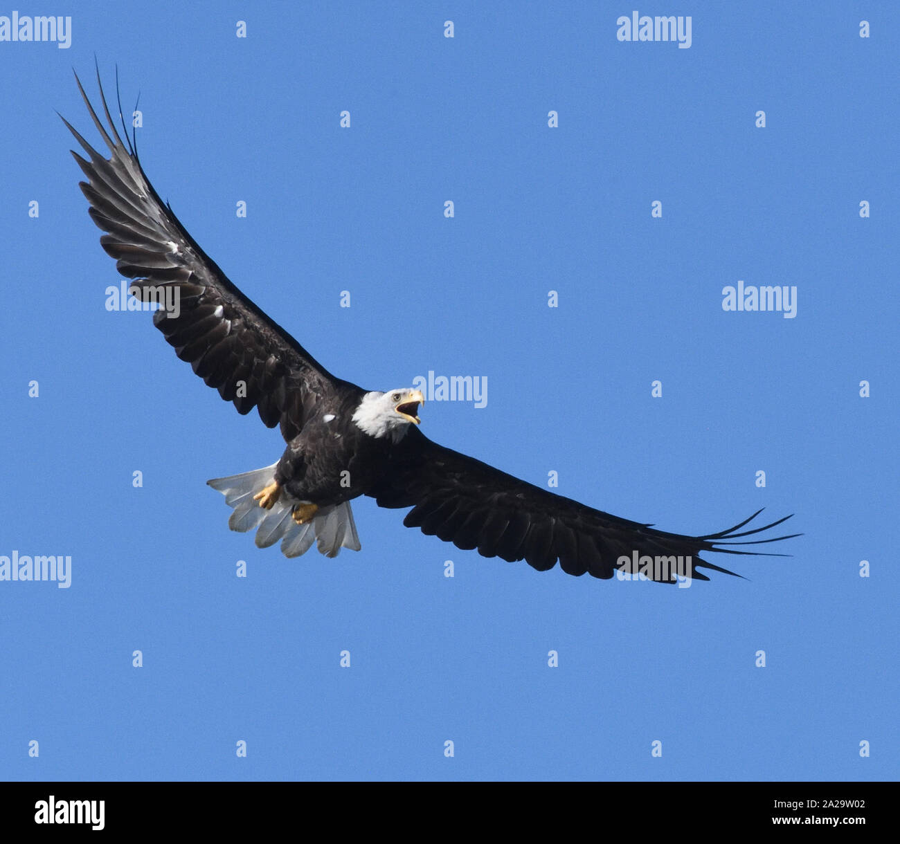 Bald Eagle British Columbia High Resolution Stock Photography and ...