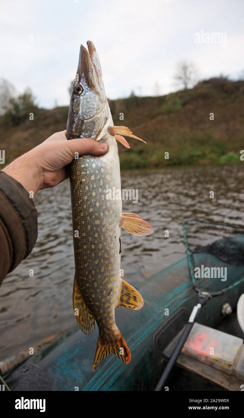Northern pike in fisherman's hand Stock Photo - Alamy