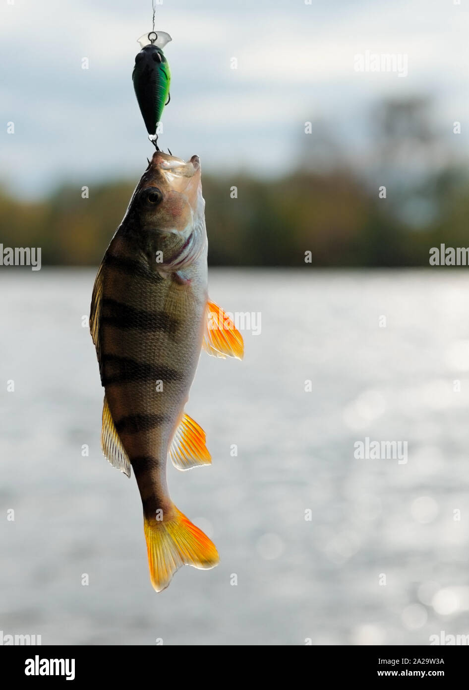 Perch caught on plastic lure, back light Stock Photo - Alamy