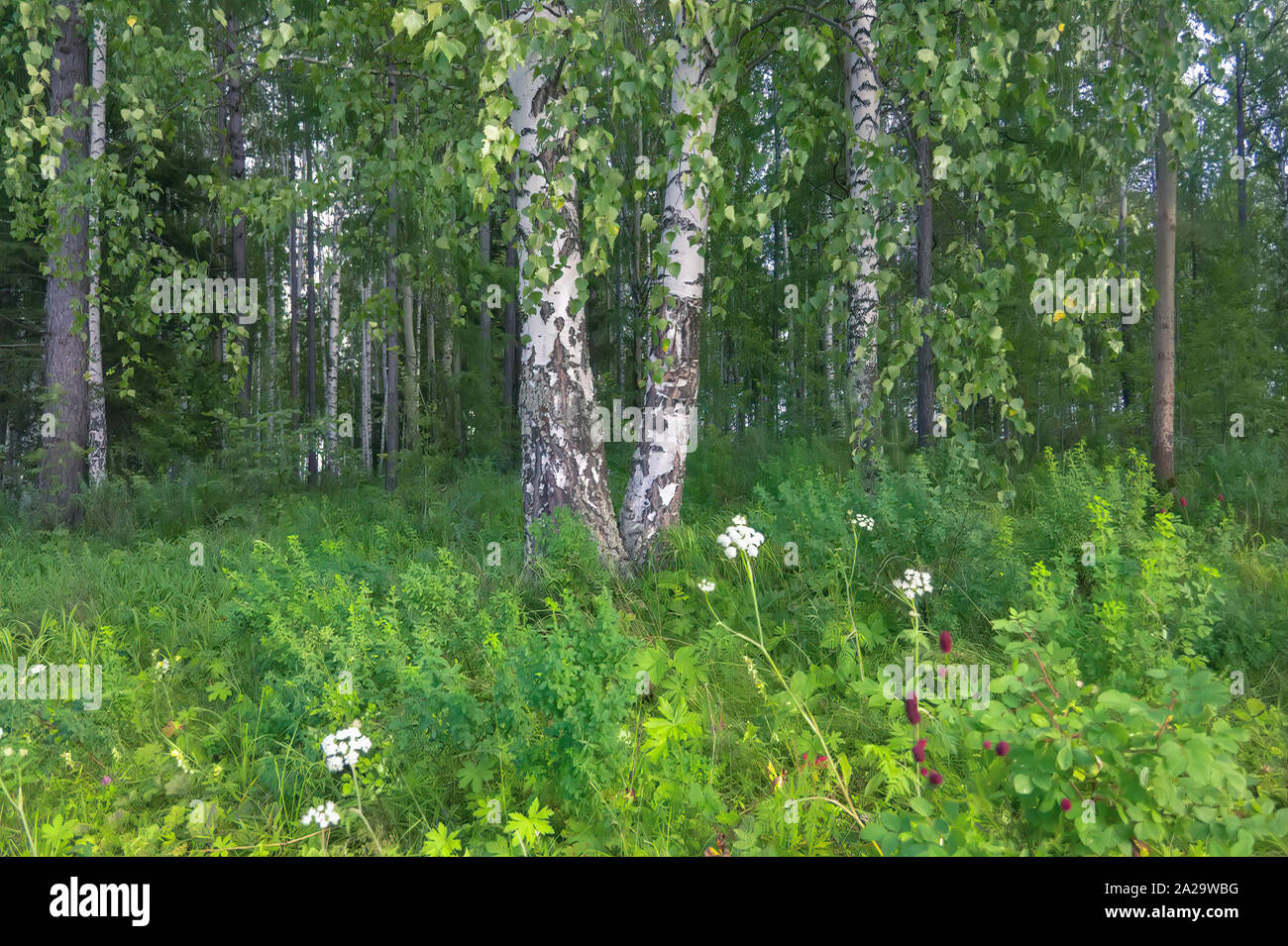 Summer birch forest landscape view Stock Photo - Alamy