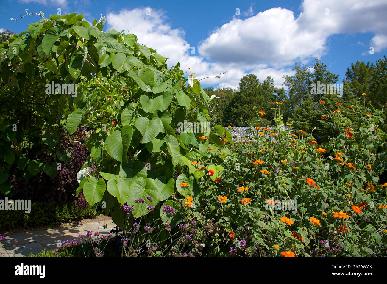 Scarlet Runner Bean on Trellis arc in garden blue sky background Stock ...