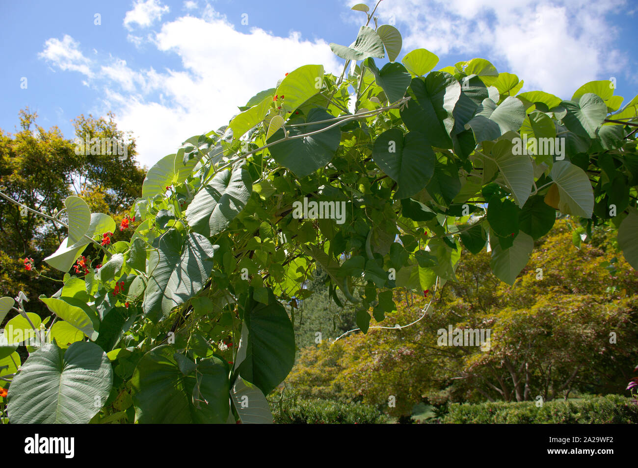 Scarlet Runner Bean on Trellis arc in garden blue sky background Stock ...