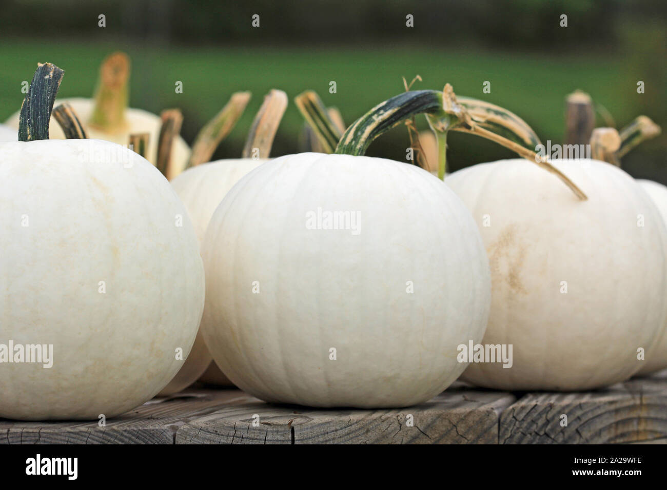 White pumpkins hi-res stock photography and images - Alamy