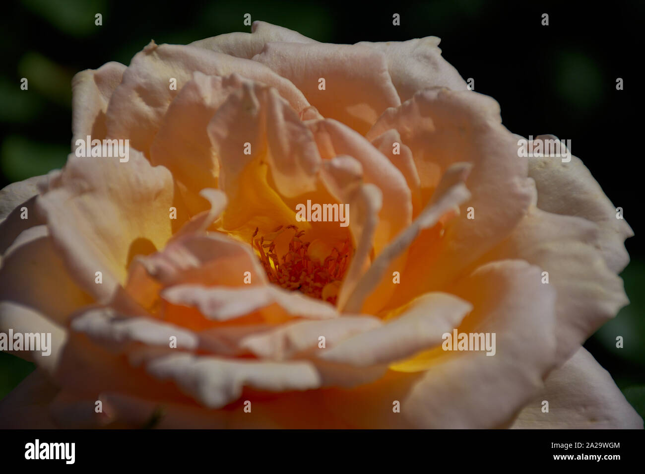 Peach color Hybrid Tea Rose Stock Photo - Alamy