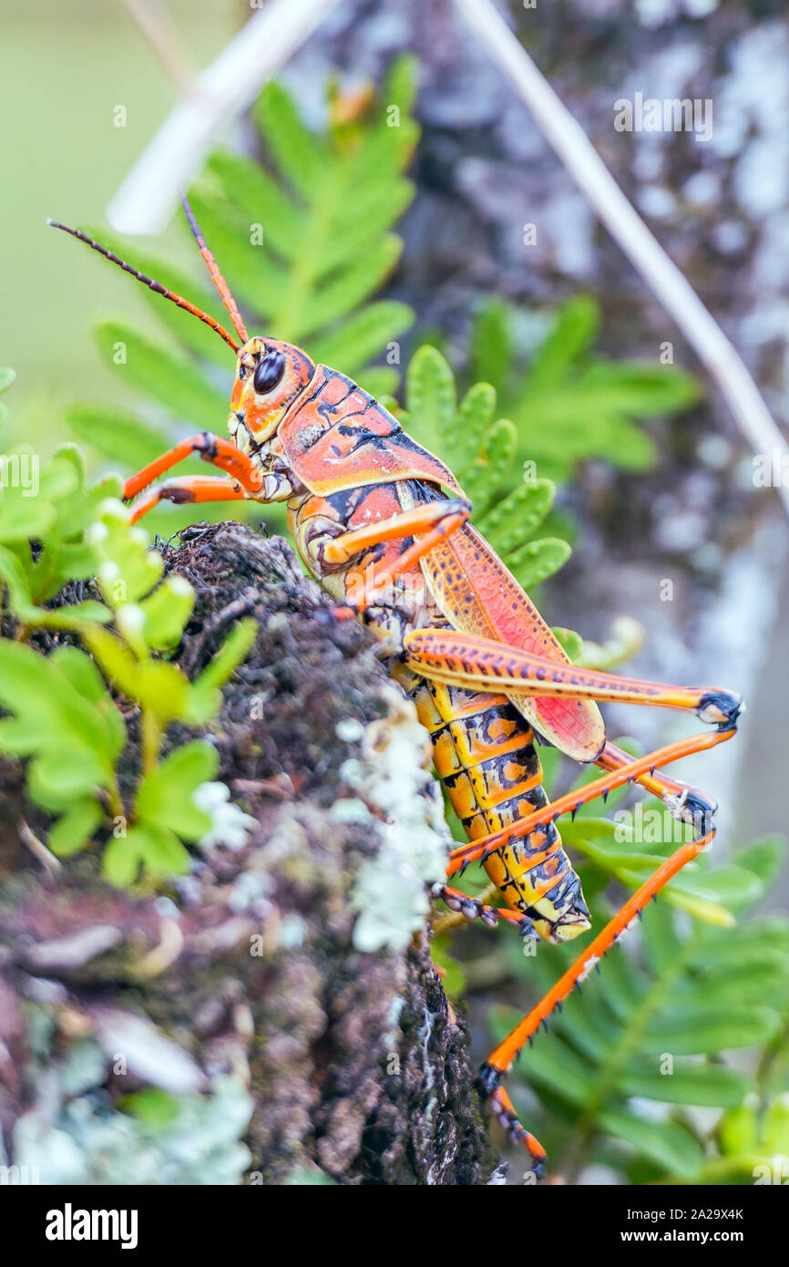 Eastern lubber grasshopper or Florida lubber grasshopper (Romalea ...