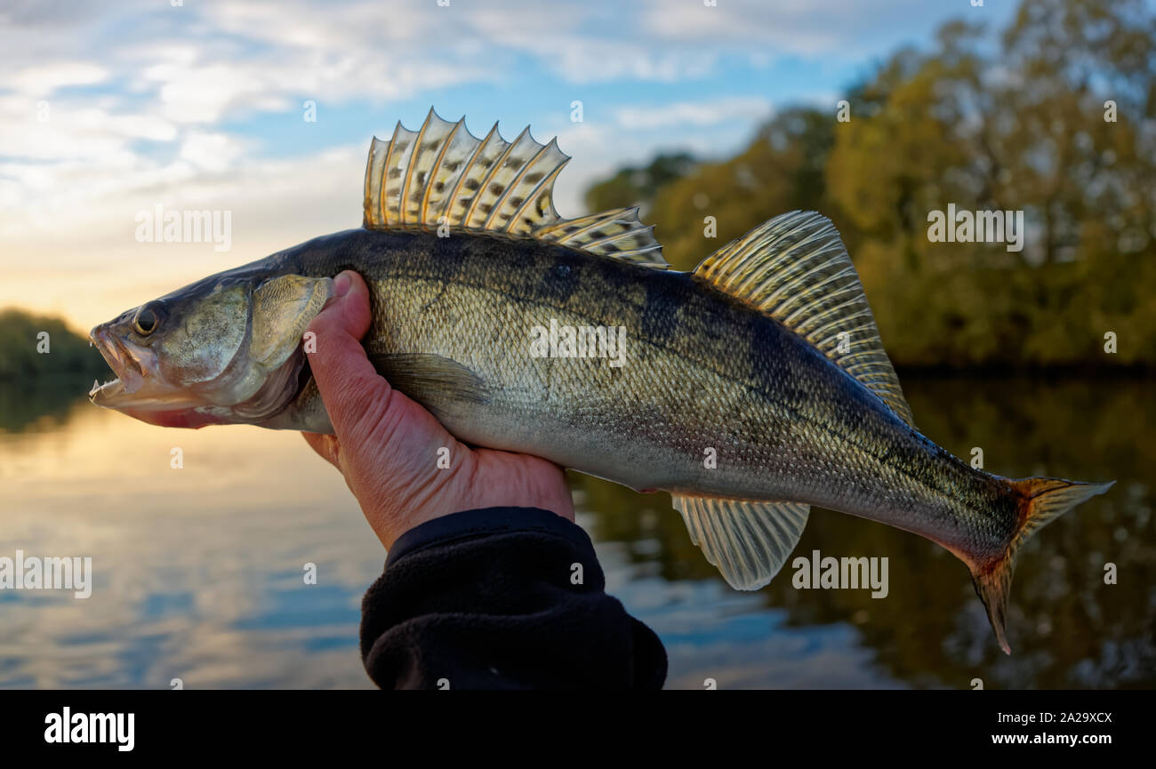 Walleye in fisherman's hand, sunset shot Stock Photo - Alamy