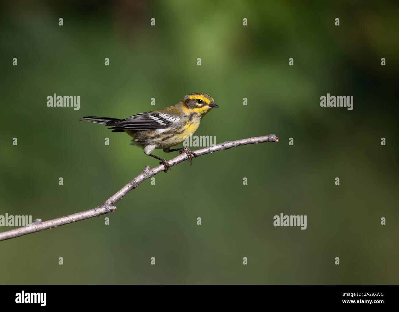 A Townsend's Warbler in Alaska Stock Photo - Alamy