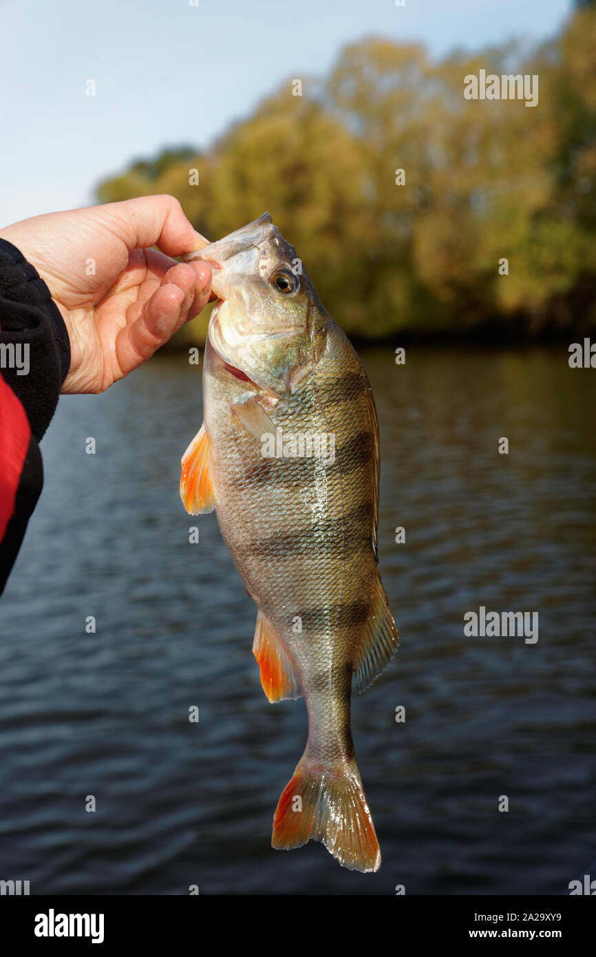 The common perch hi-res stock photography and images - Alamy