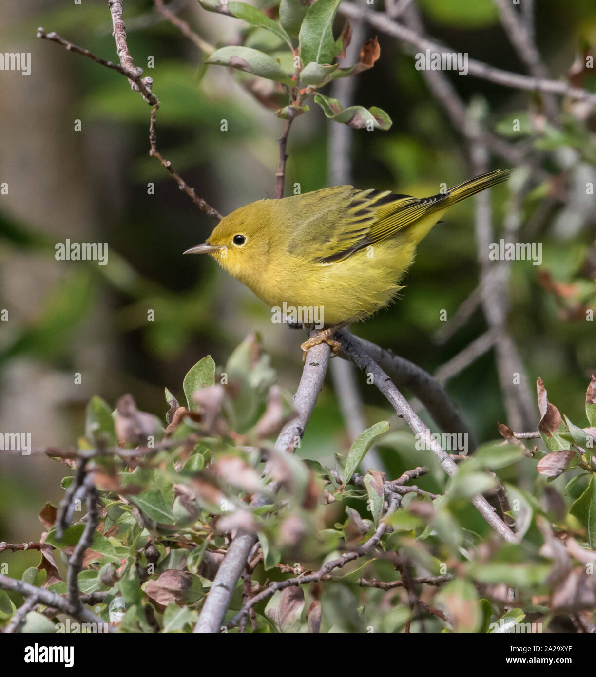 Female Yellow Warbler in Alaska Stock Photo - Alamy